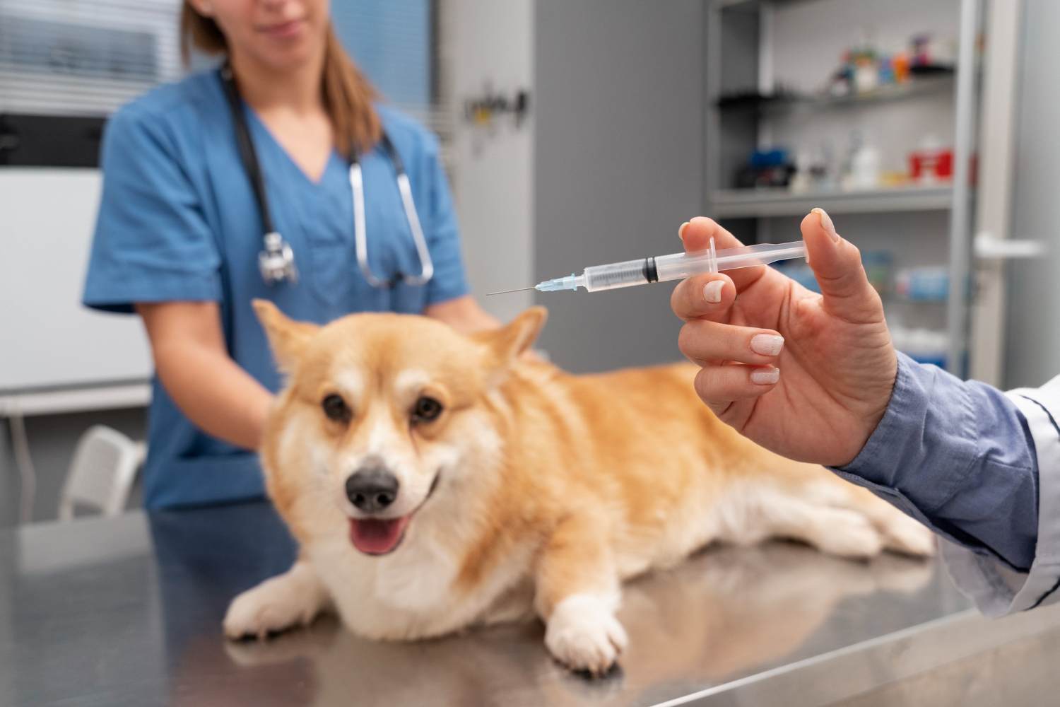 Kansas City Vets Explain the Truth About Pet Vaccines - Hickman Mills ...